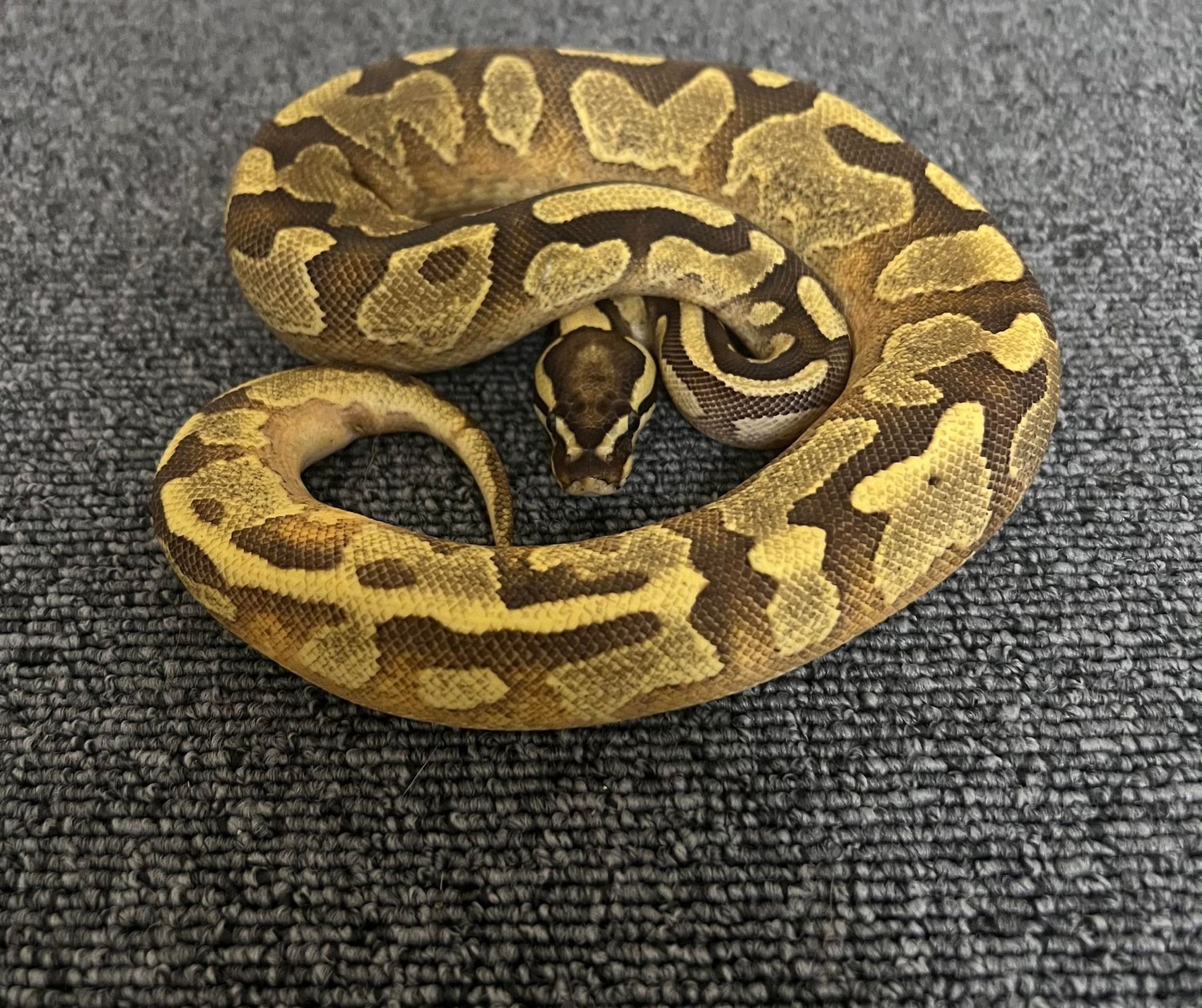 Fire Enchi YB Het Pied Ball Python by Righteous Scales, LLC - MorphMarket