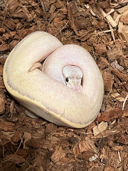 Puma Ball Python by Pinnacle Pythons, LLC