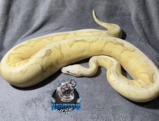 Vanilla Scream Ball Python by Pinnacle Pythons, LLC