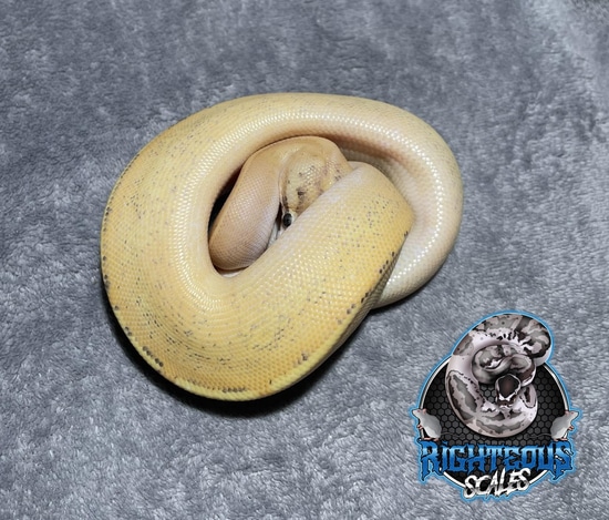 Puma Ball Python by Pinnacle Pythons, LLC