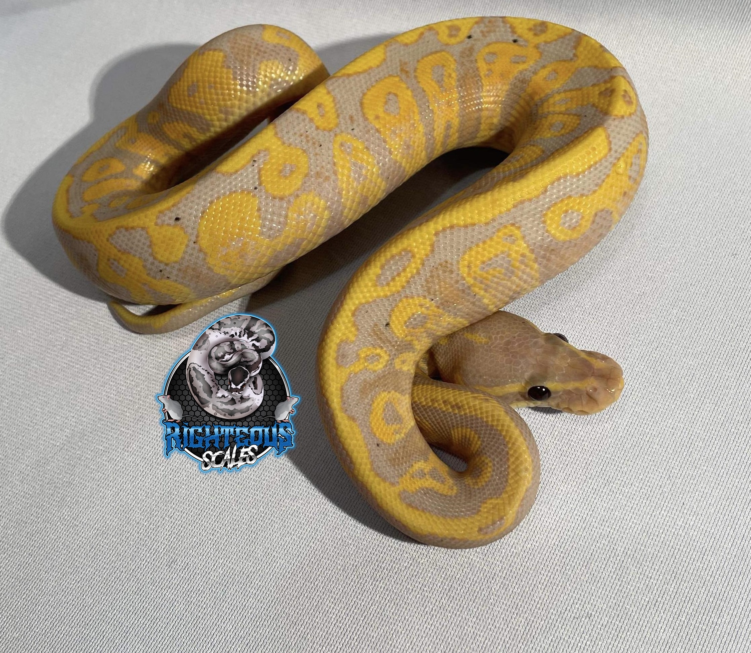 Acid Banana 🐍🍌 (Female Maker) Ball Python by Righteous Scales, LLC ...