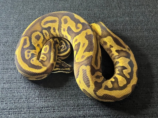 Pastel, Enchi, Leopard, YB (Possible Super Enchi) Ball Python by Pinnacle Pythons, LLC