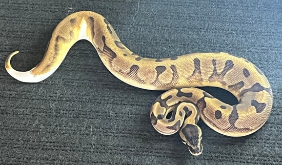 Enchi Pied Ball Python by Pinnacle Pythons, LLC