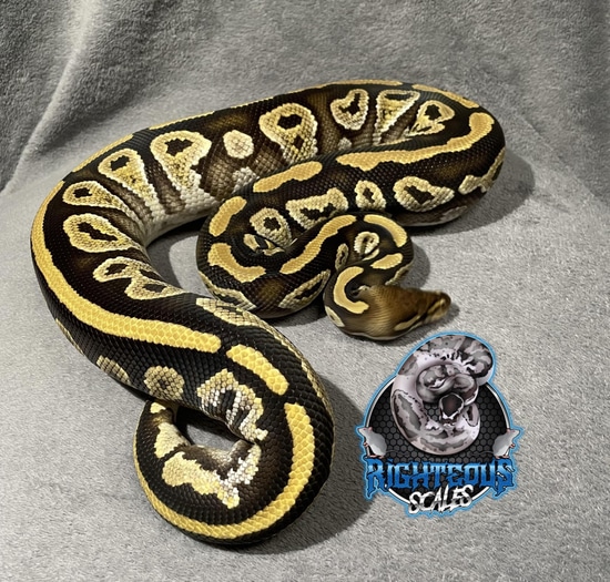 Cypress Honey (RTB) Ball Python by Pinnacle Pythons, LLC