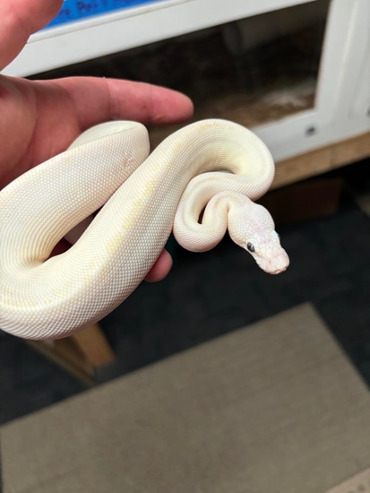 1:1 Bamboo Mystic 100% Het Albino (Het Cherry Bombs 🍒💣🐍) Ball Python by ...