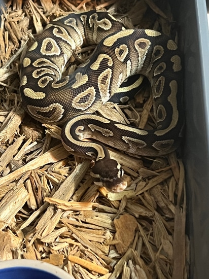 Mojave Ball Python by Pinnacle Pythons, LLC