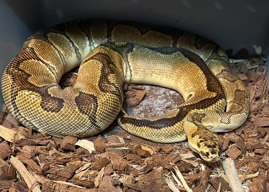 Enchi Yellowbelly Clown (Proven) Ball Python by Pinnacle Pythons, LLC