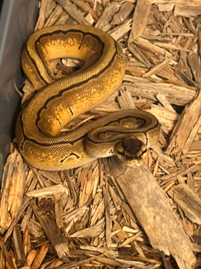 Blade Enchi Pinstripe OD 100% Het Clown 100% Het Genetic Stripe Ball Python by Pinnacle Pythons, LLC