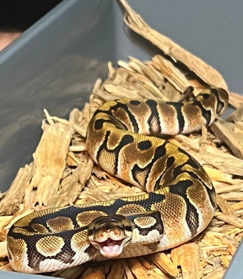 Blade Orange Dream 100% Het Clown 100% Het Genetic Stripe Ball Python ...