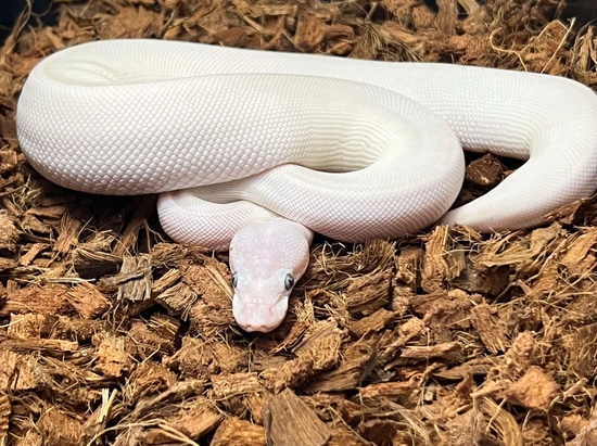 BEL Mystic Lesser Ball Python by Pinnacle Pythons, LLC