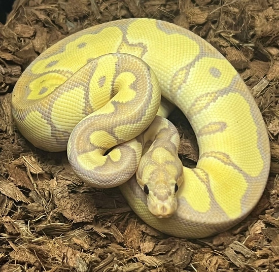 Banana Clown Male Maker (Possible Chocolate) Ball Python by Pinnacle ...