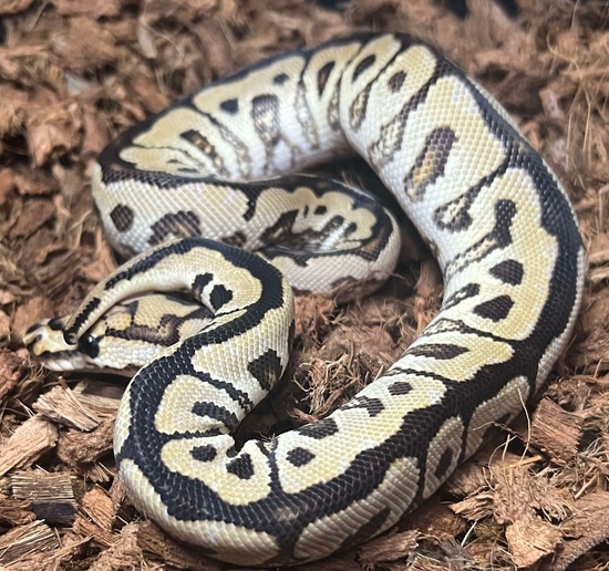 Spotnose Red Stripe Clown Ball Python by Pinnacle Pythons, LLC