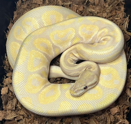 Black Pastel Lav Albino *Proven* Ball Python by Pinnacle Pythons, LLC