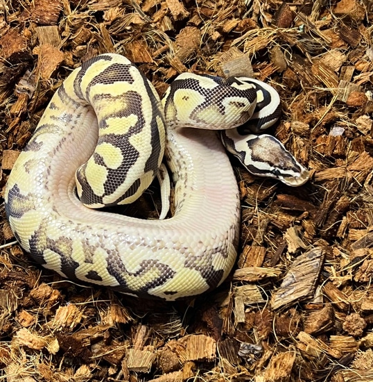 Pastel Sulfur (Pos YB) 66% Het GCR/MJ Axanthic 66% Het Pied 50% Het ...