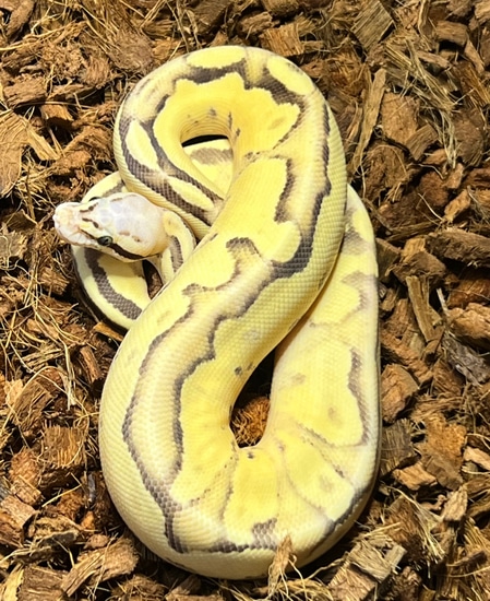 Vanilla Scream Orange Dream Ball Python by Pinnacle Pythons, LLC