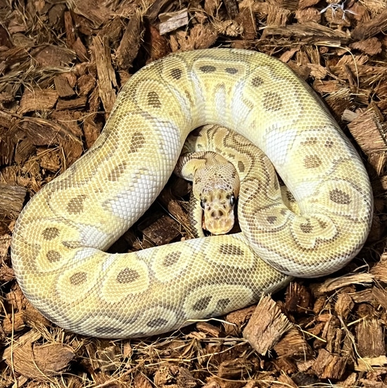 Pastel Mojave (Pos Spark) Clown Ball Python by Pinnacle Pythons, LLC