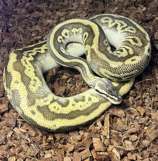 (Adult) Super Pastel YB Cinnamon Leopard (Pos Enchi) Ball Python by ...