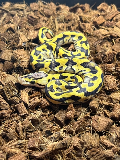 (World’s First) Pastave GHI Enchi Crypton Ball Python by Pinnacle Pythons, LLC