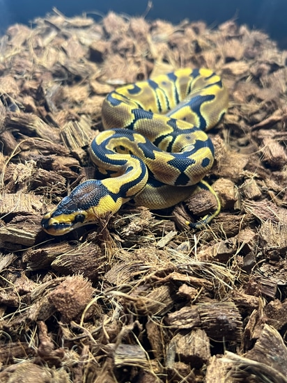 Enchi Crypton Ball Python by Pinnacle Pythons, LLC