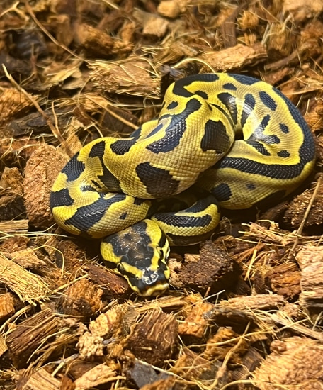 Leopard Enchi Blade 💯 Het Axanthic (MJ)/(GCR) Het Clown (Pos Het Pied ...