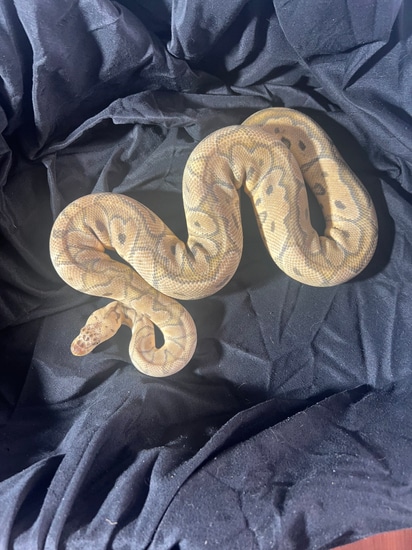 Pastel Spark Clown (Proven) Ball Python by Pinnacle Pythons, LLC