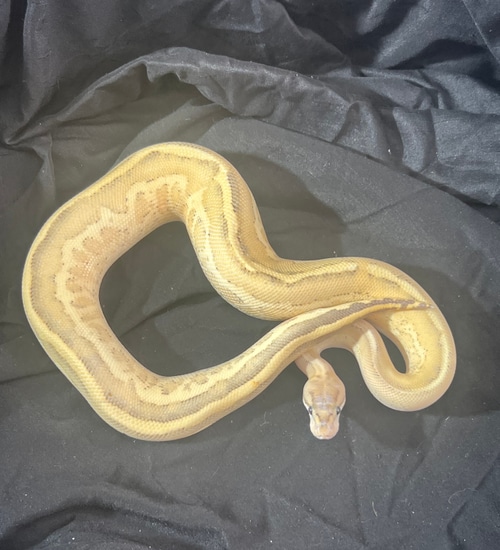 Puma Leopard (Pos Enchi) Ball Python by Pinnacle Pythons, LLC