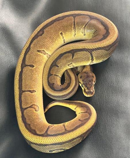 Pinstripe Enchi Leopard (OD) 💯 Double Het G-Stripe Clown Ball Python by ...