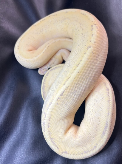 Puma Ball Python by Pinnacle Pythons, LLC