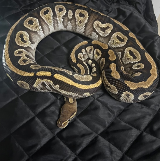 Cypress Honey (RTB) Ball Python by Pinnacle Pythons, LLC