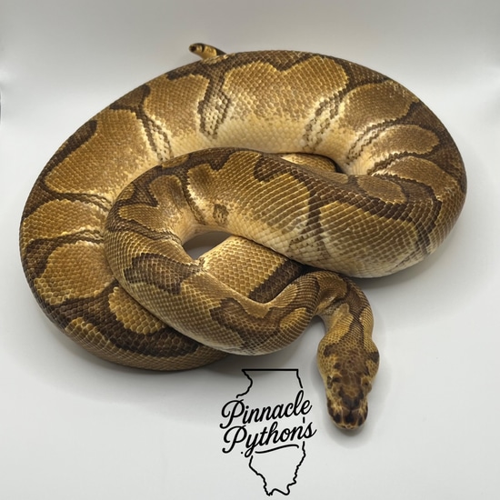 Proven Enchi YB Clown Ball Python by Pinnacle Pythons, LLC