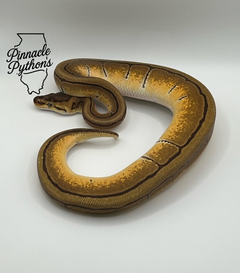 Enchi Pinstripe 💯 Double Het G-Stripe Clown (Blade) Ball Python by ...