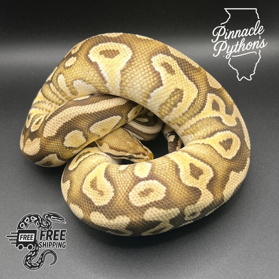 Pastel Mojave Spark 💯 Het Clown Ball Python by Pinnacle Pythons, LLC