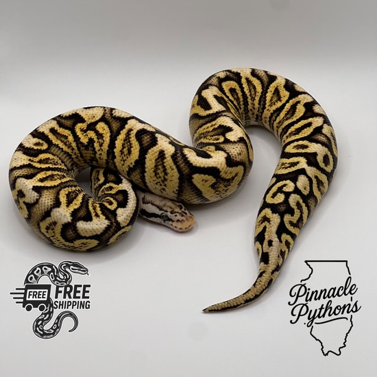 Spotnose GHI Pastel YB 💯 Het Clown Ball Python by Pinnacle Pythons, LLC