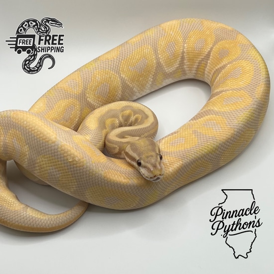 Proven Black Pastel Lavender Albino Ball Python by Pinnacle Pythons, LLC
