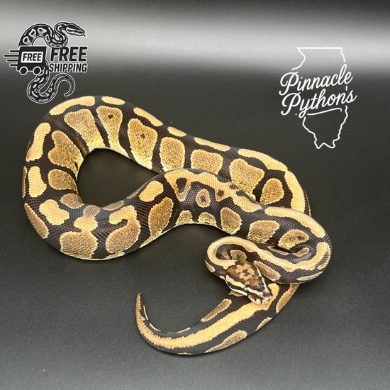 Spotnose Ball Python by Pinnacle Pythons, LLC