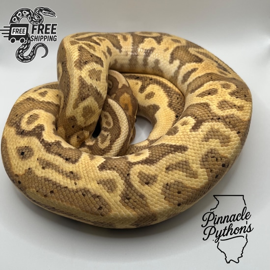 Banana YB Leo Ball Python by Pinnacle Pythons, LLC