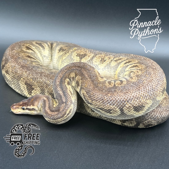 Sterling (Proven) RTB Ball Python by Pinnacle Pythons, LLC
