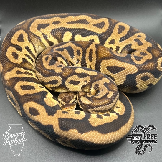 Pastel Leopard YB Enchi Het Hypo Ball Python by Pinnacle Pythons, LLC