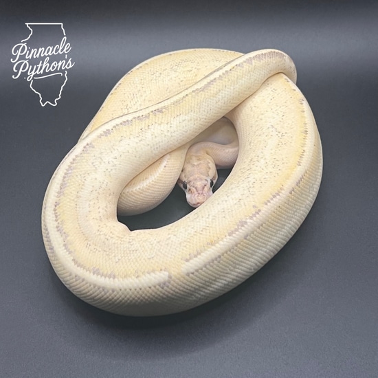 Puma Ball Python by Pinnacle Pythons, LLC