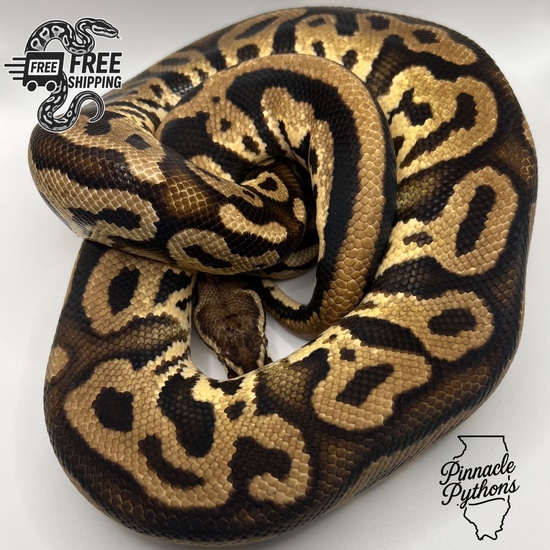 Pastel YB Leo Enchi 💯 Het Hypo Ball Python by Pinnacle Pythons, LLC