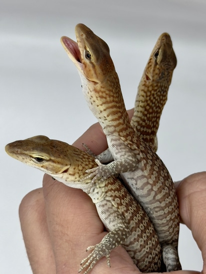 V. Tristis Tristis (Black Headed Monitor) Other Monitor by JCM Reptiles