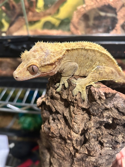 Yellow Brindle Crested Gecko by Brie’s Cresties & Exotics