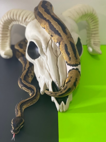 Pied Ball Python by Kold Blooded Addiktion