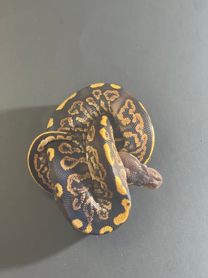 Barnhart Black Pastel Mojave Ball Python by Kold Blooded Addiktion