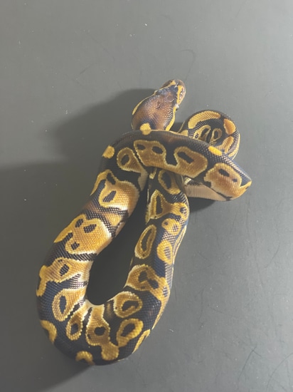 Orange Dream Yellow Belly Ball Python by Kold Blooded Addiktion