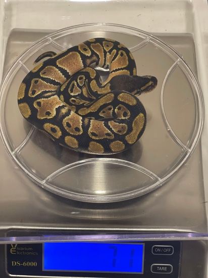 OD Ball Python by Kold Blooded Addiktion