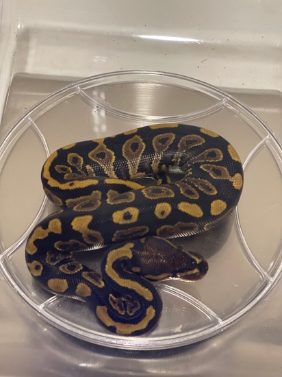 (Barnhart) Black Pastel Ball Python by Kold Blooded Addiktion
