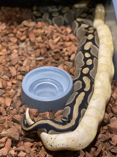Normal Ball Python by Kold Blooded Addiktion