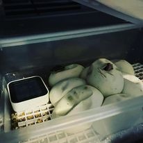 Normal (Gravid) Ball Python by Kold Blooded Addiktion