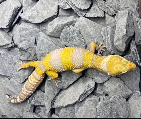 Super Giant Moose Line Leopard Gecko by Kong Gecko